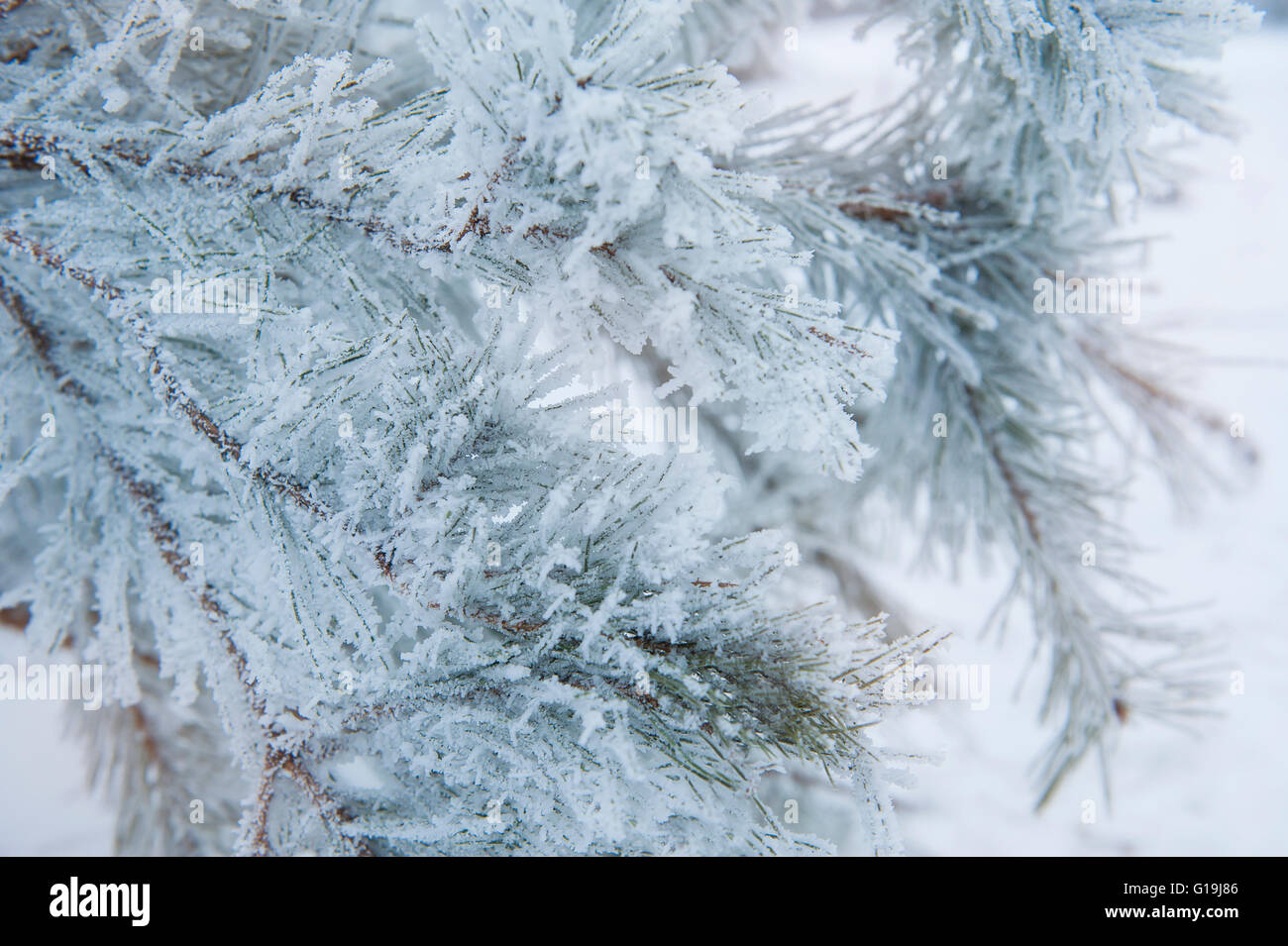 Snow-covered Christmas tree branch Stock Photo - Alamy