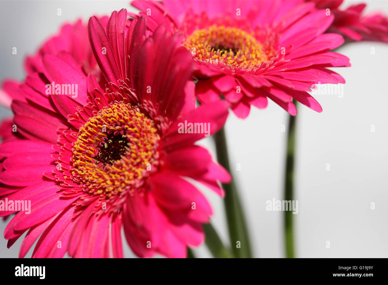trio of gerberas, fun and glorious Jane Ann Butler Photography JABP1444 ...