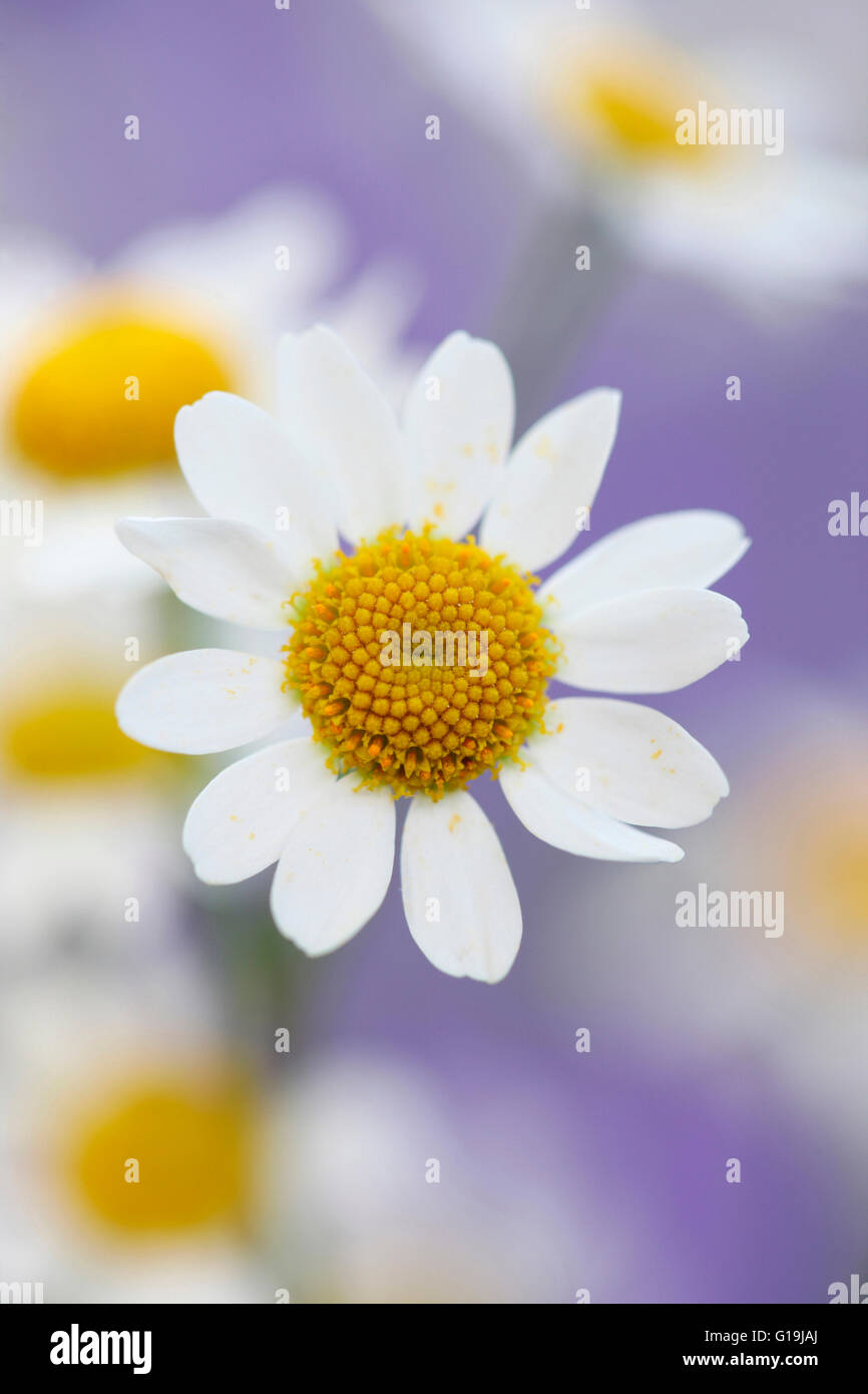 Tanacetum Corymbosum, scentless Feverfew, charming daisy-like tansy ...