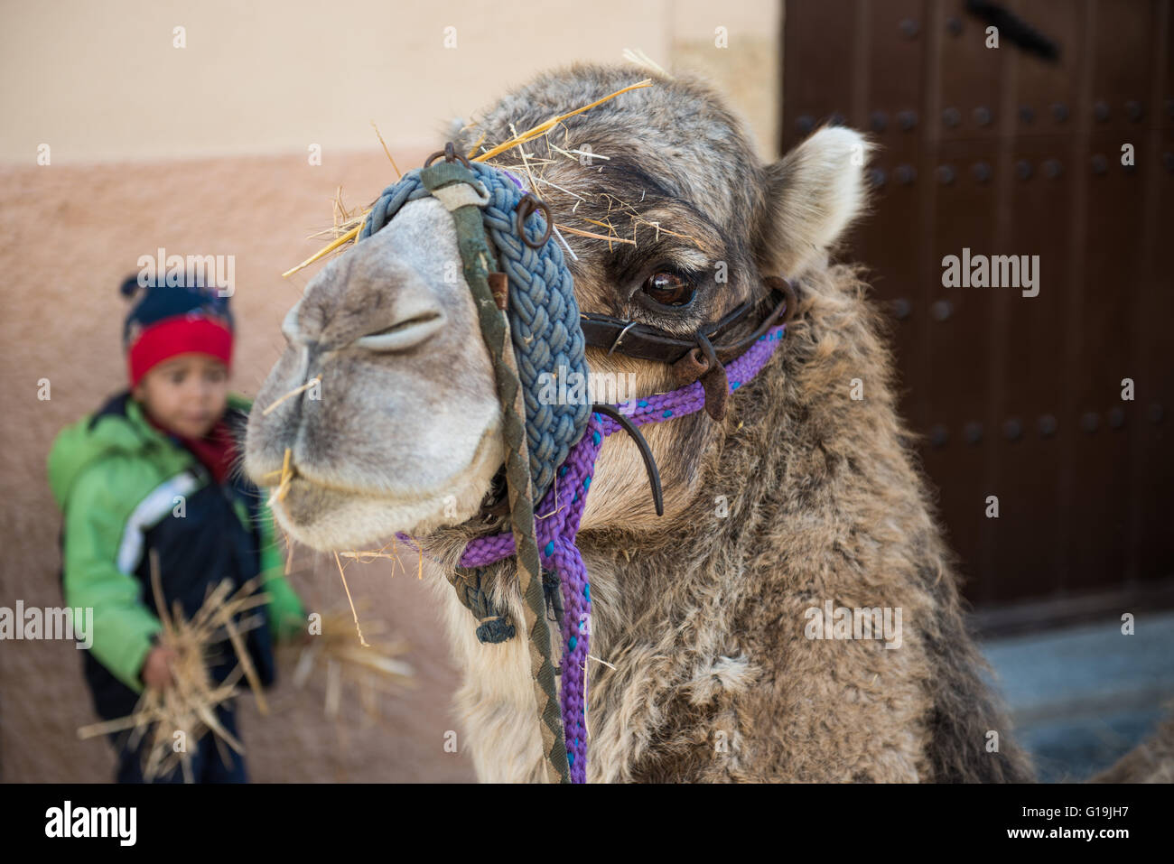 A camel on the streets with a child behind it Stock Photo - Alamy