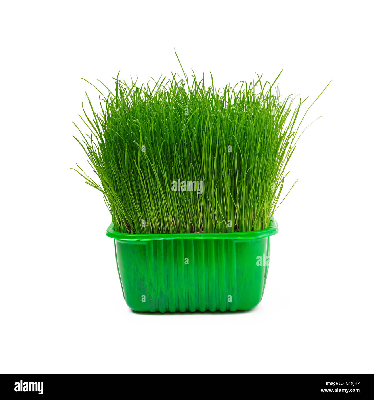 Juicy young green grass isolated on white background Stock Photo - Alamy