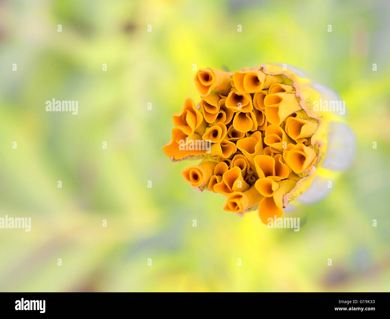 Isolated marigold bud in vibrant yellow and orange Stock Photo - Alamy