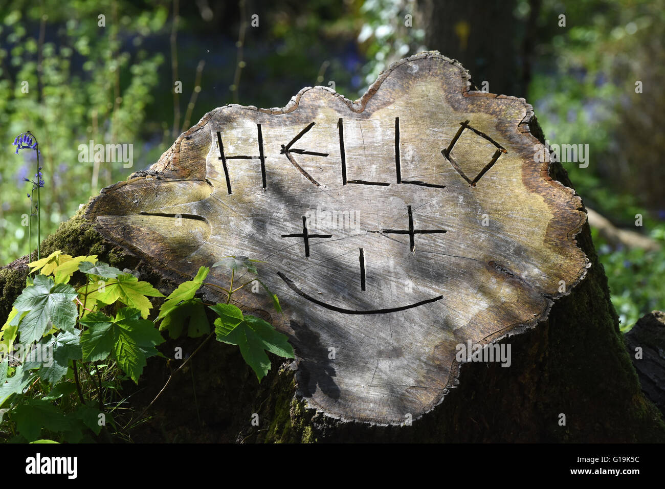 A smiley face, Hello carving on a tree stump in English countryside ...