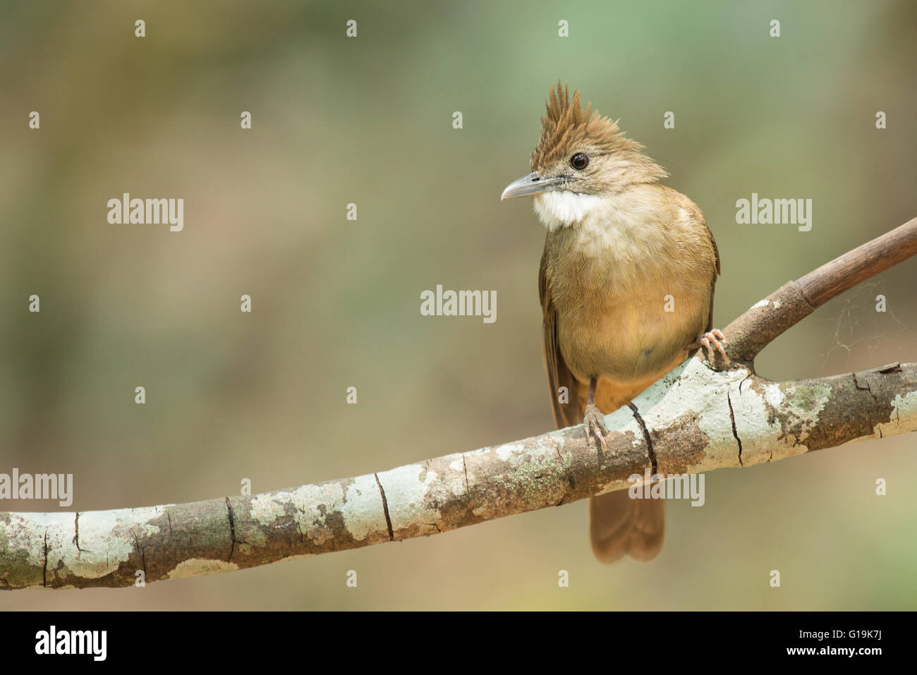 Ochraceous Bulbul (Alophoixus ochraceus) in Kaeng Krachan National Park ...