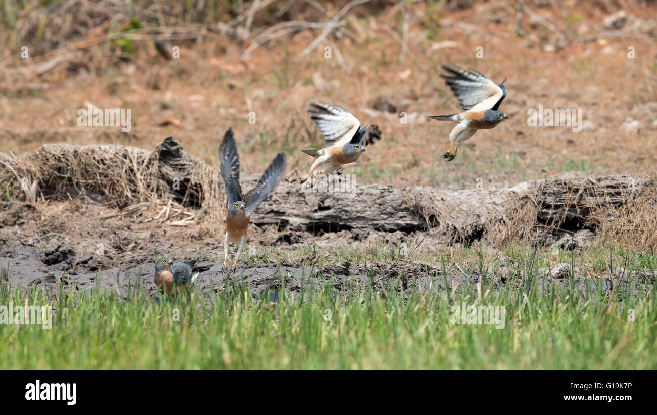 Female Chinese sparrowhawk (Accipiter soloensis) taking to flight from ...