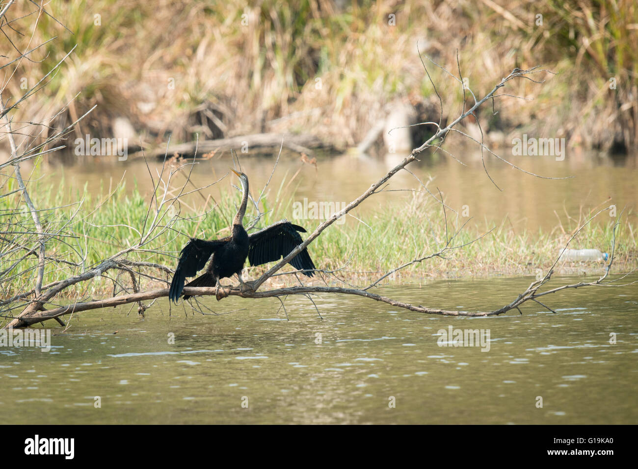 Indian darter hi-res stock photography and images - Alamy