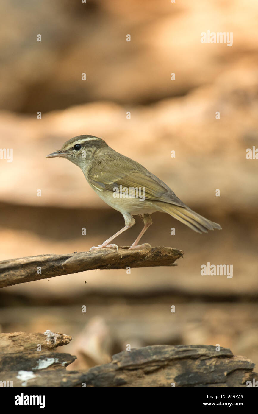 The pale-legged leaf warbler (Phylloscopus tenellipes) is a species of ...
