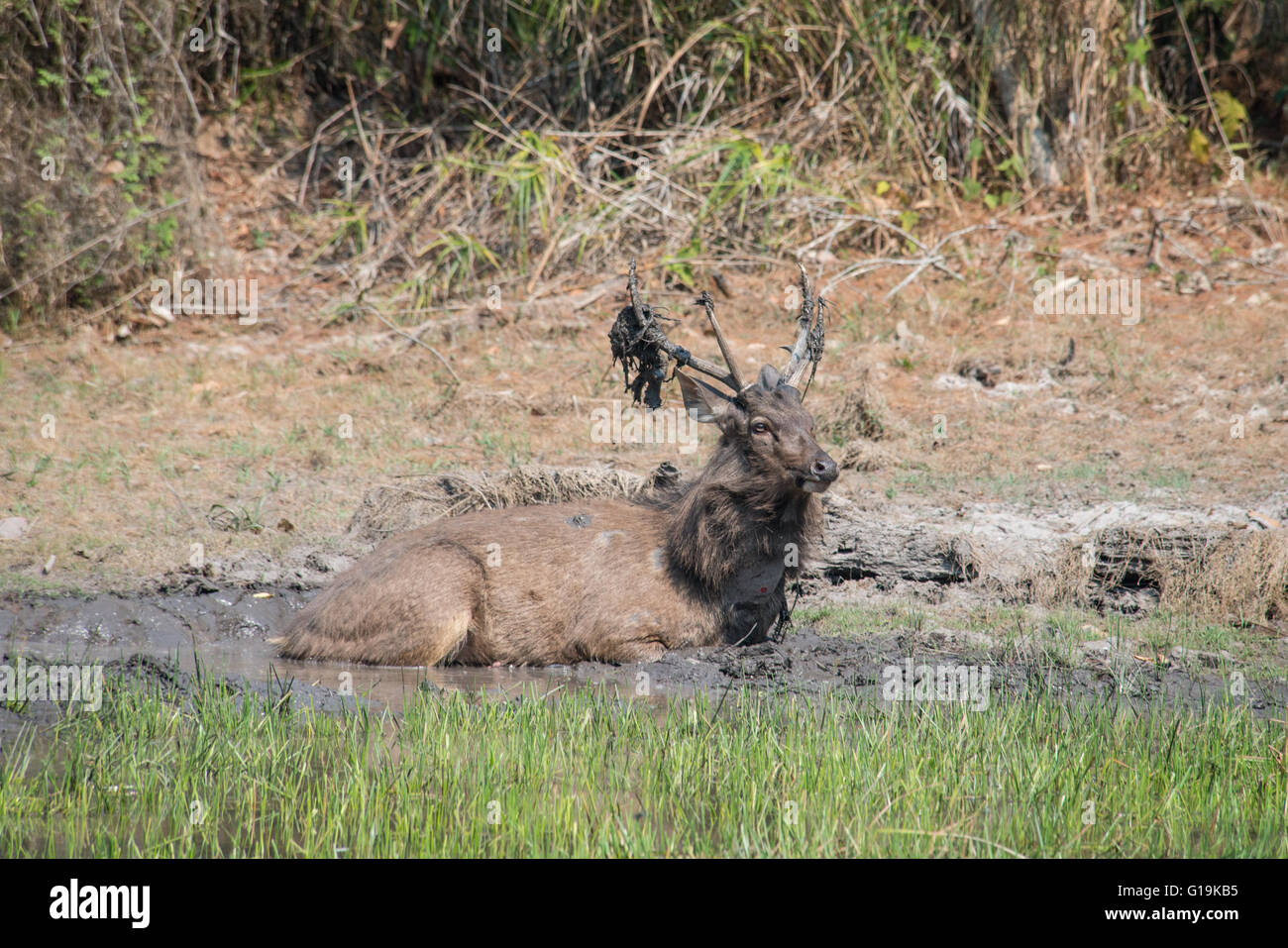 Indian Sambar Deer High Resolution Stock Photography and Images - Alamy