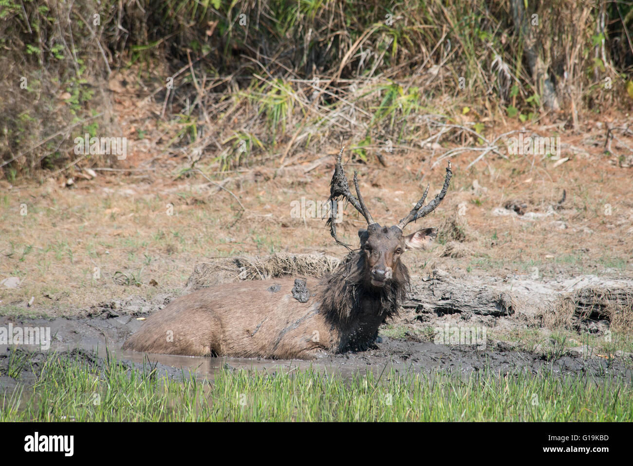 Indian Sambar Deer High Resolution Stock Photography and Images - Alamy