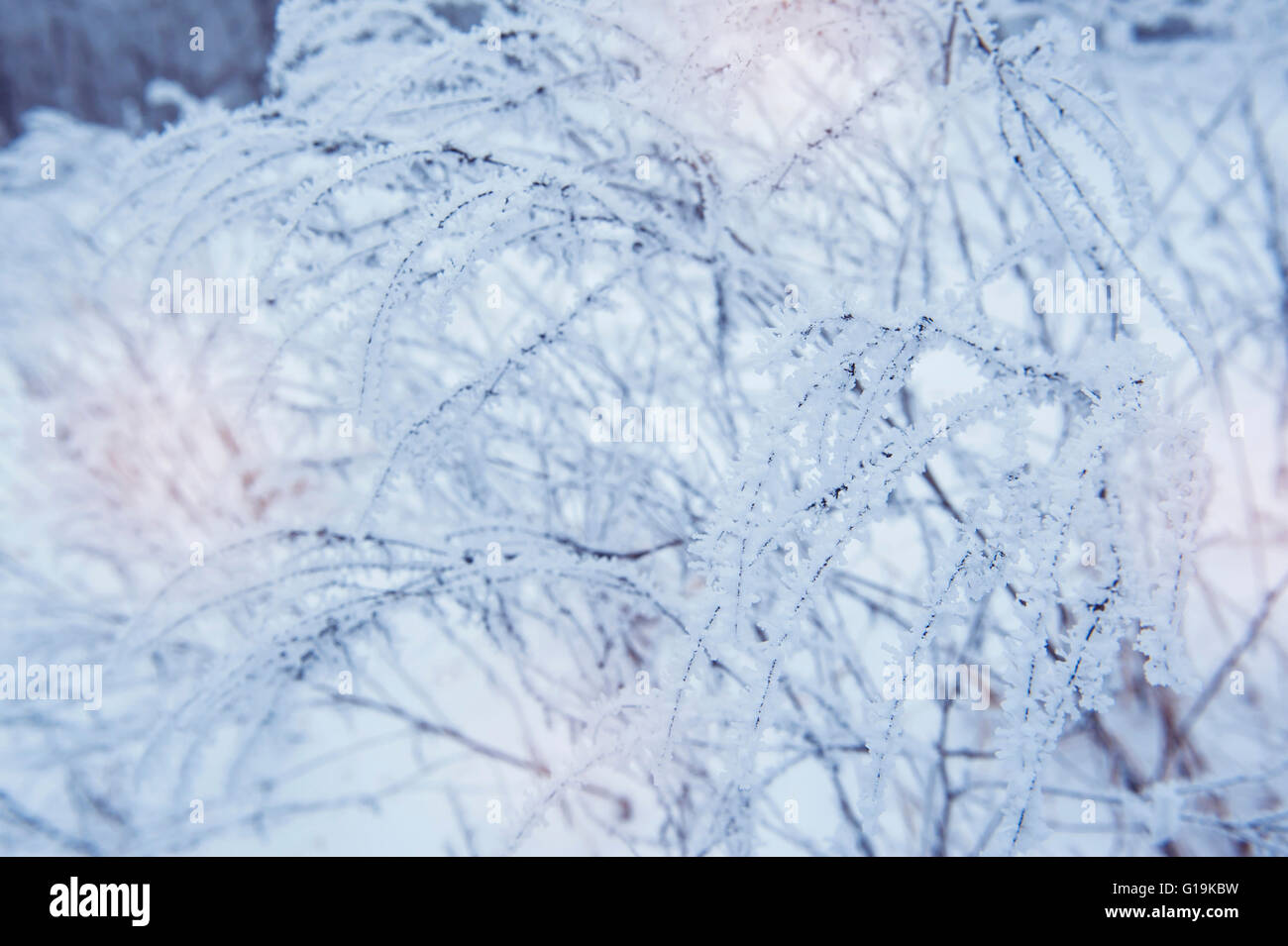 Winter white background christmas hi-res stock photography and images ...
