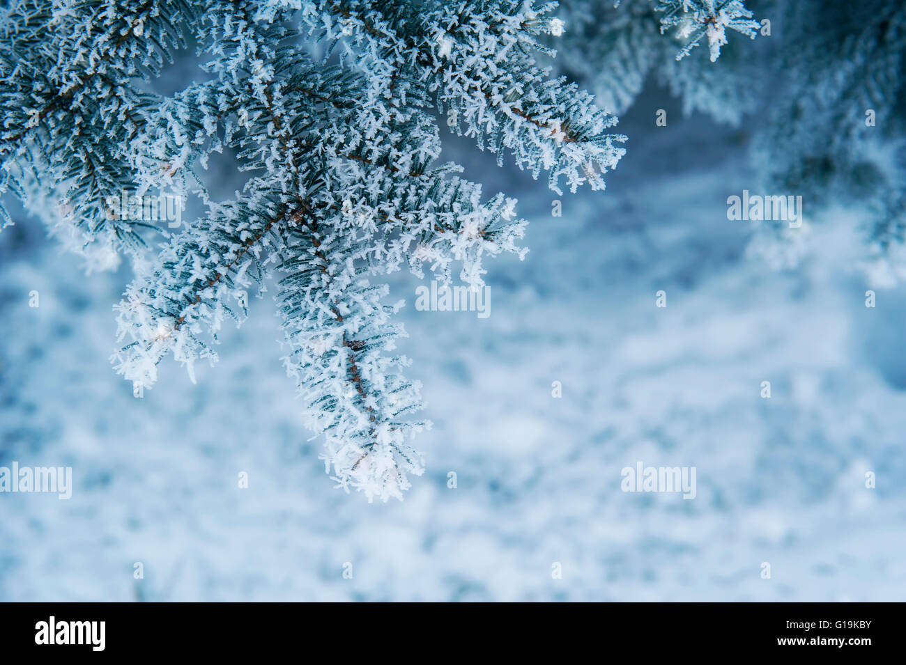 Image of snowy fir tree background, abstract natural backdrop, p Stock ...