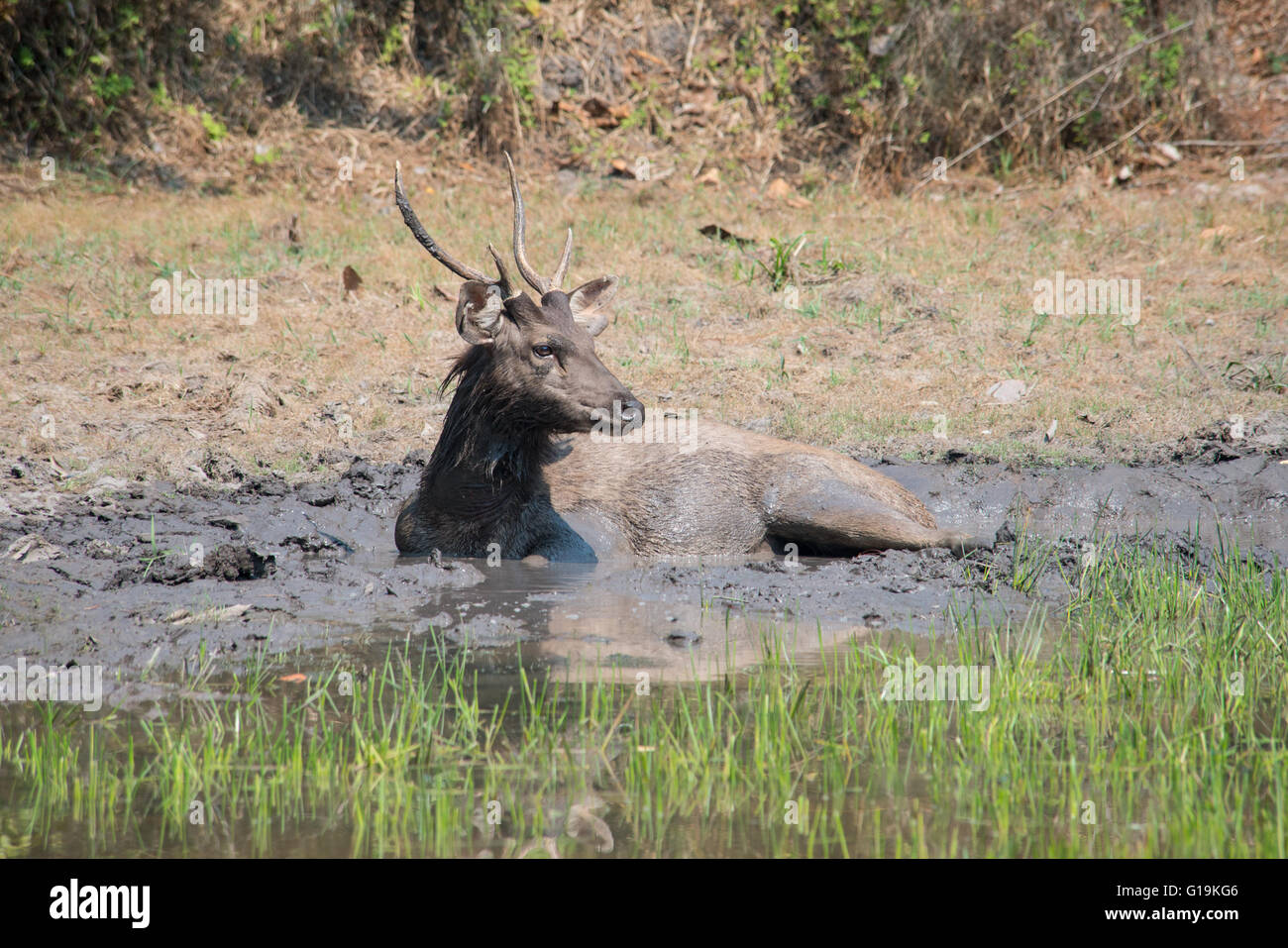 Sambar Deer Thailand High Resolution Stock Photography and Images - Alamy