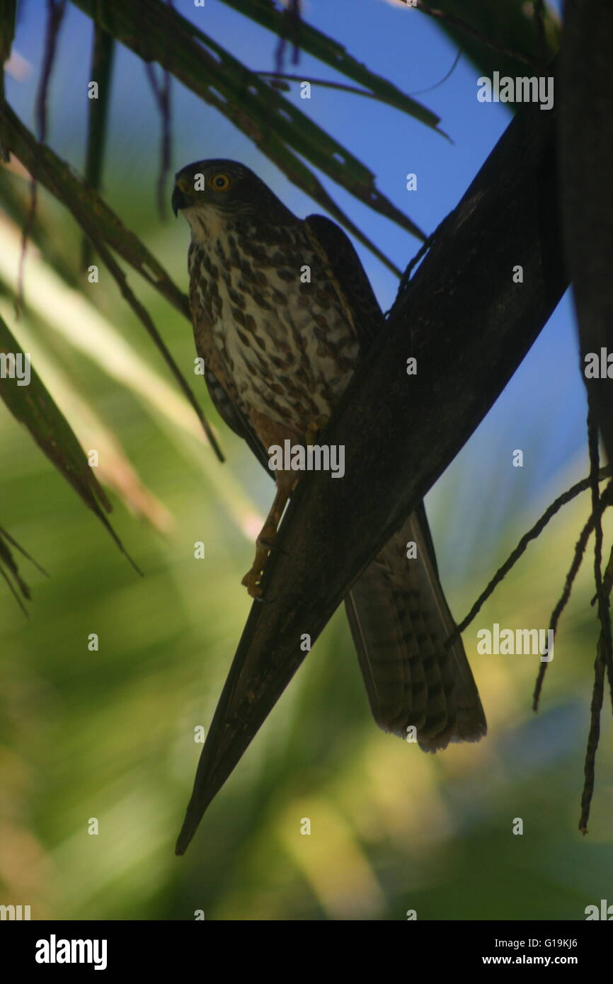 Fijian bird life hi-res stock photography and images - Alamy