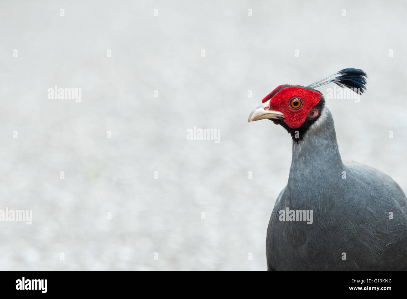 The Siamese fireback (Lophura diardi) also known as Diard's fireback ...