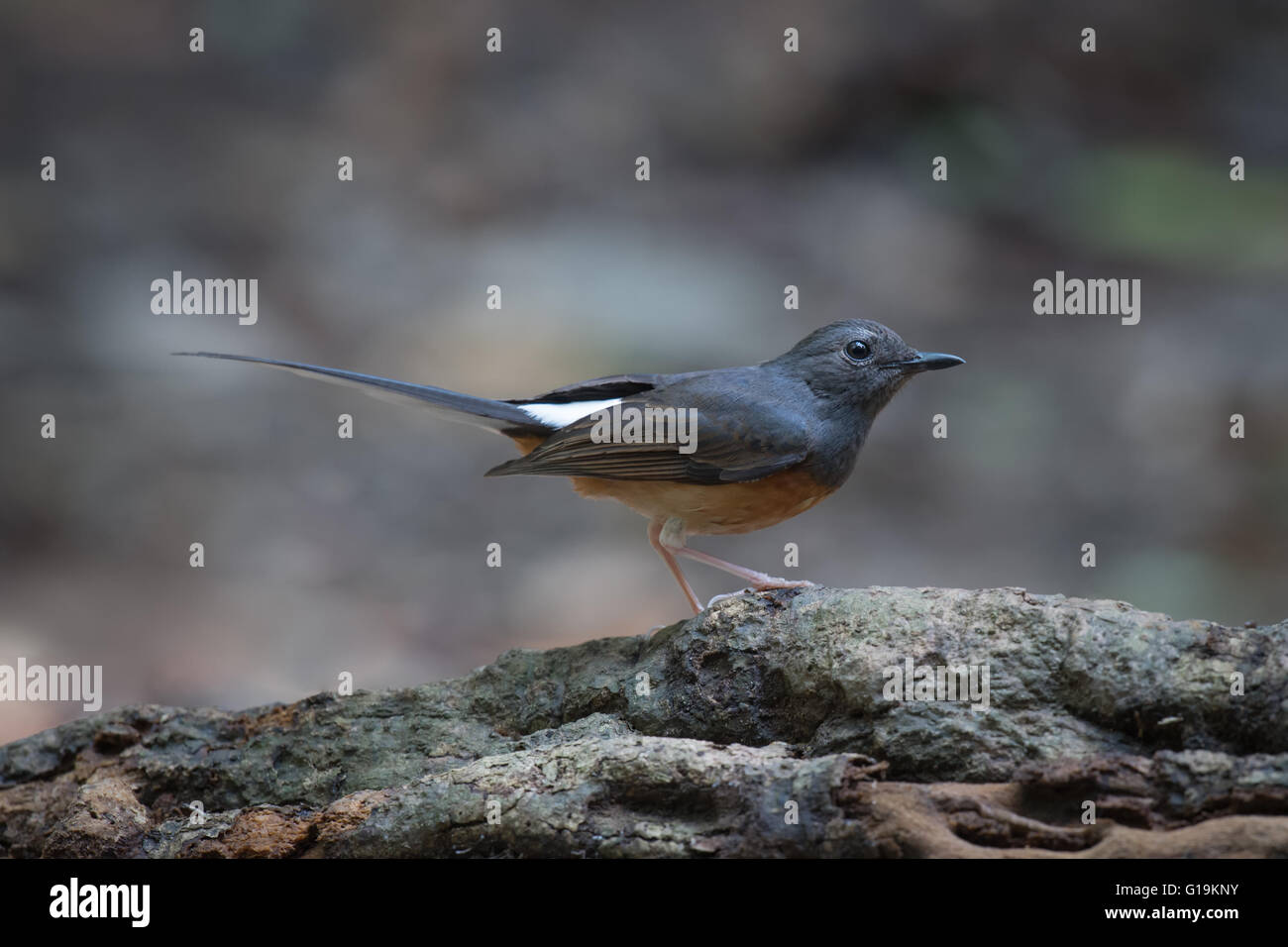 Shama bird hi-res stock photography and images - Alamy