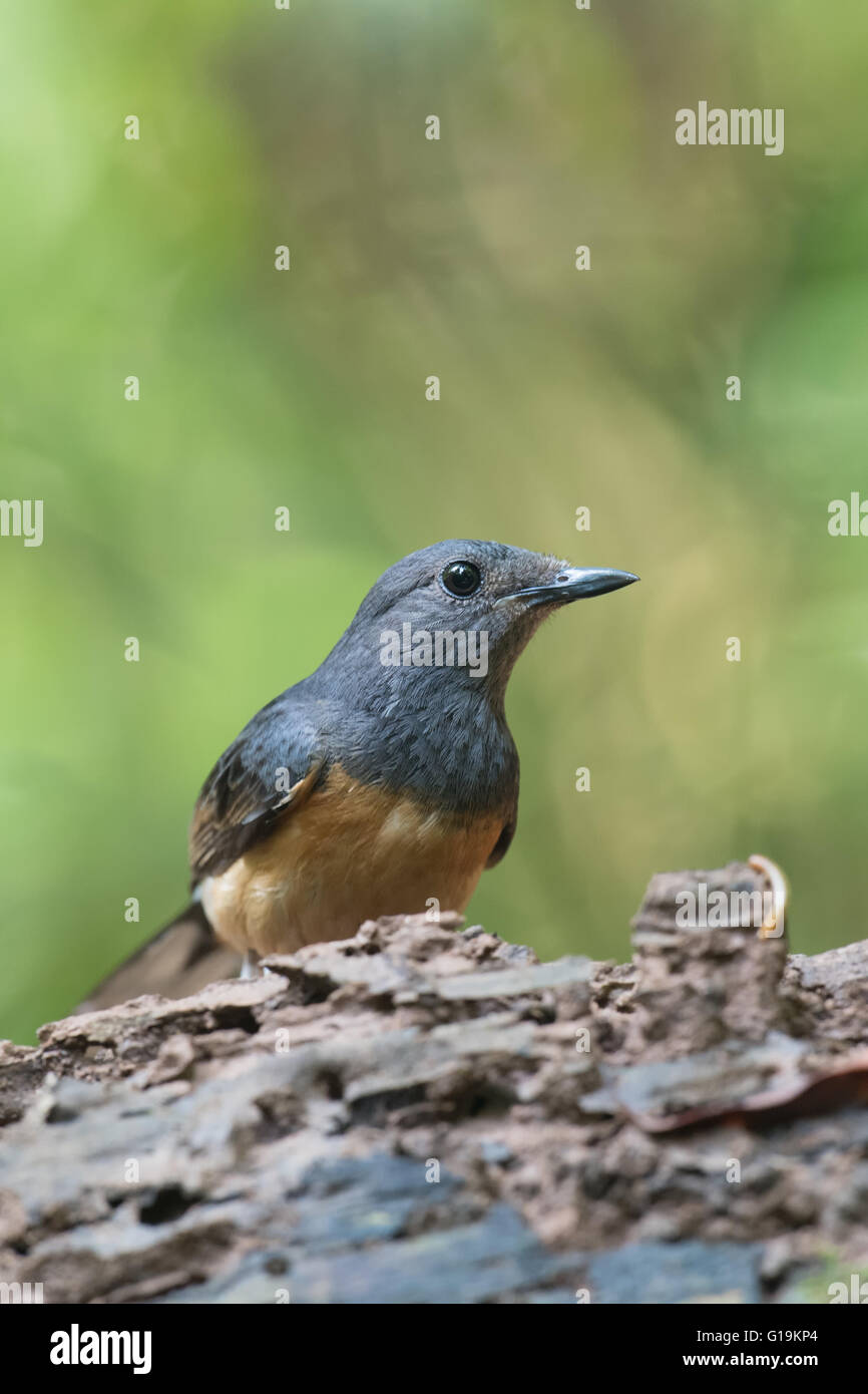 Shama bird hi-res stock photography and images - Alamy