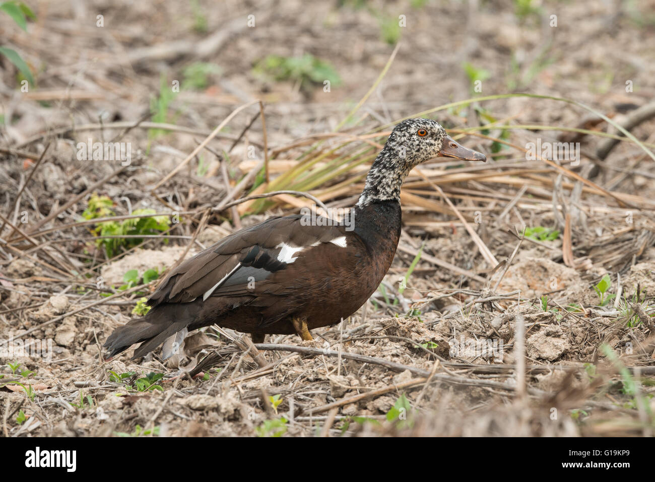 This large, dark, forest duck has white wings when open, with only ...