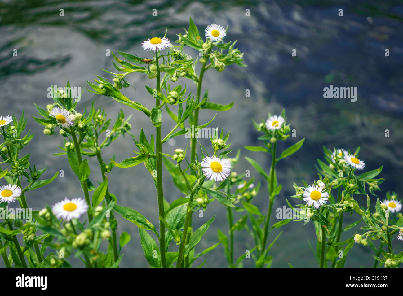 Wild flowers river bank hi-res stock photography and images - Alamy
