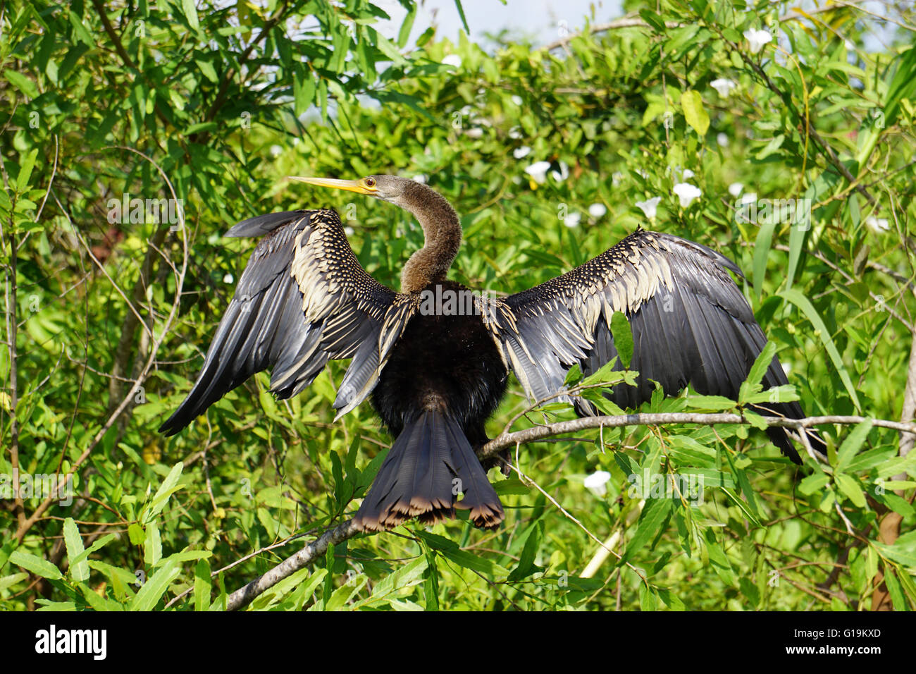 Anhinga dries its wings. Photographed in Pampas, Bolivia Stock Photo ...