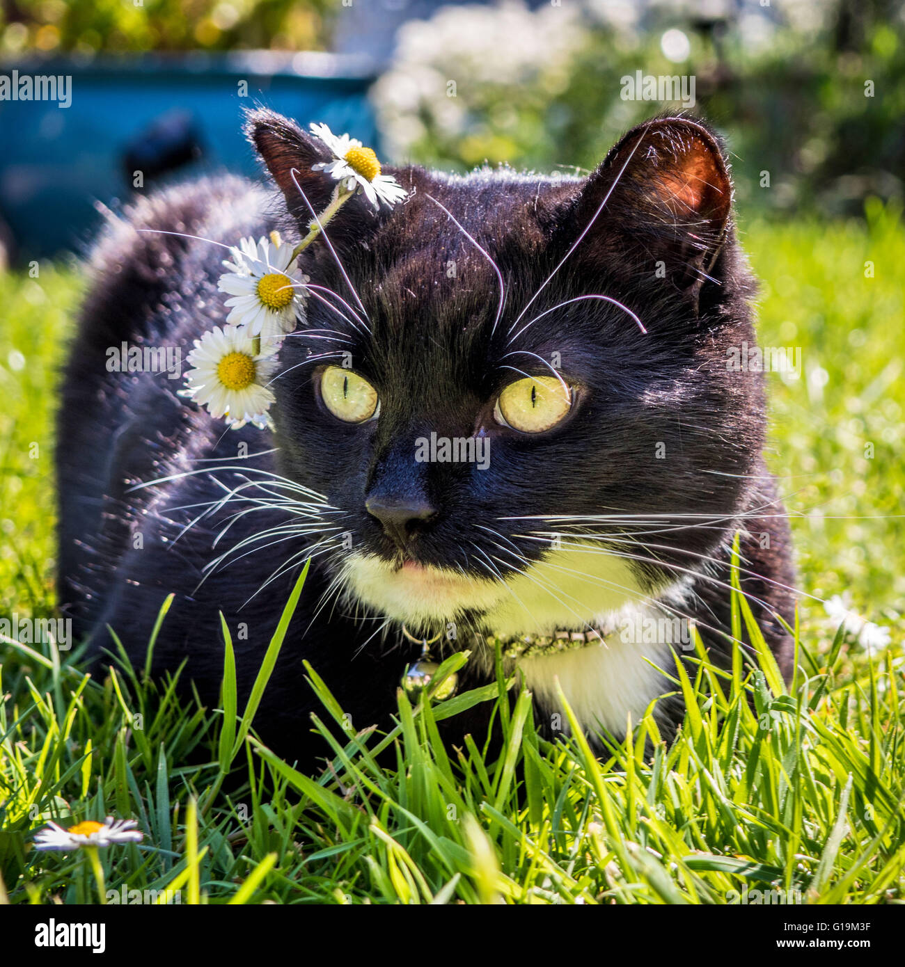 Black and white cat sat in grass outdoors with daisy flowers on ear ...