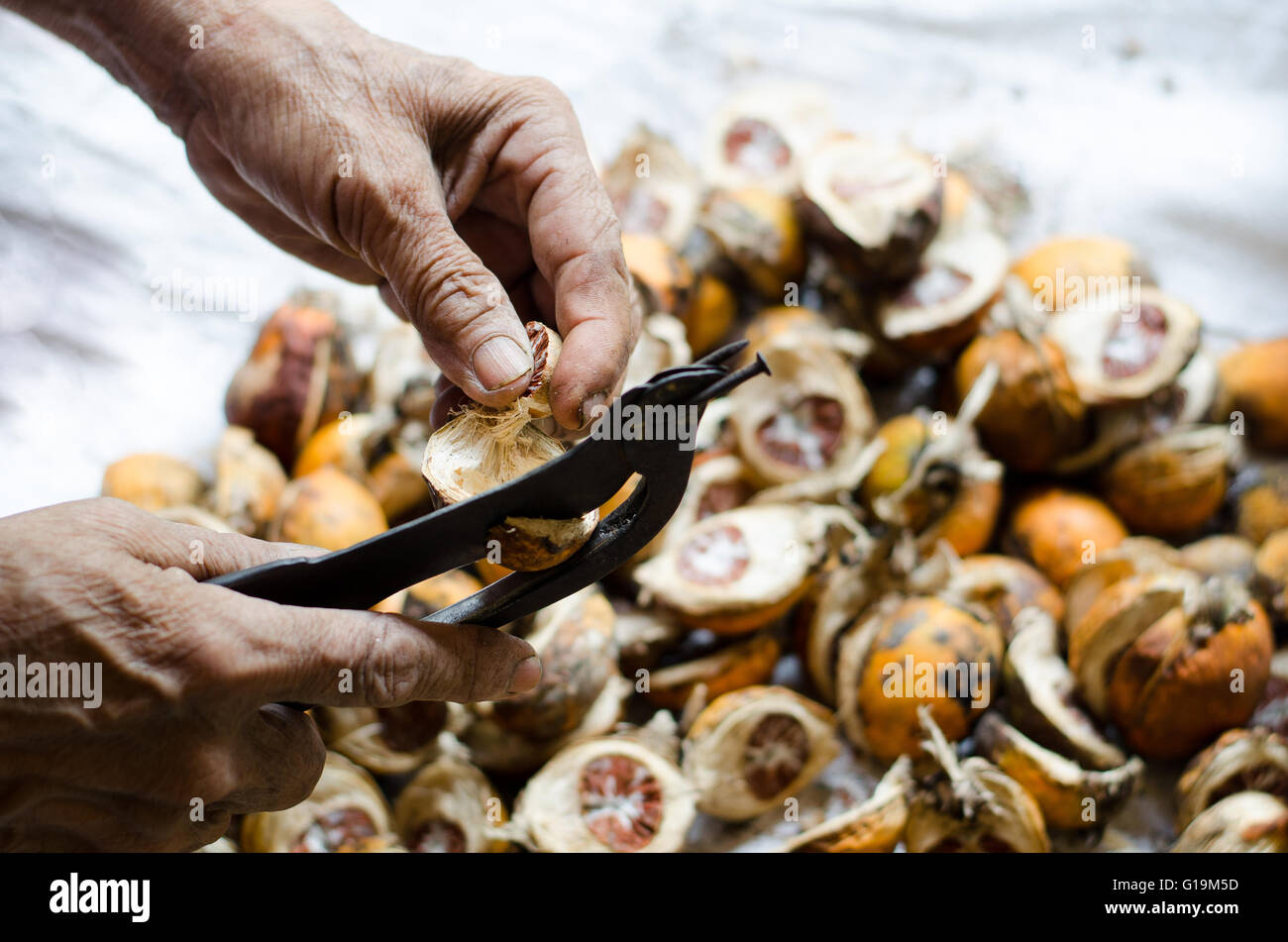 View of an old woman hand holding a betel nut or areca nut on blurred ...