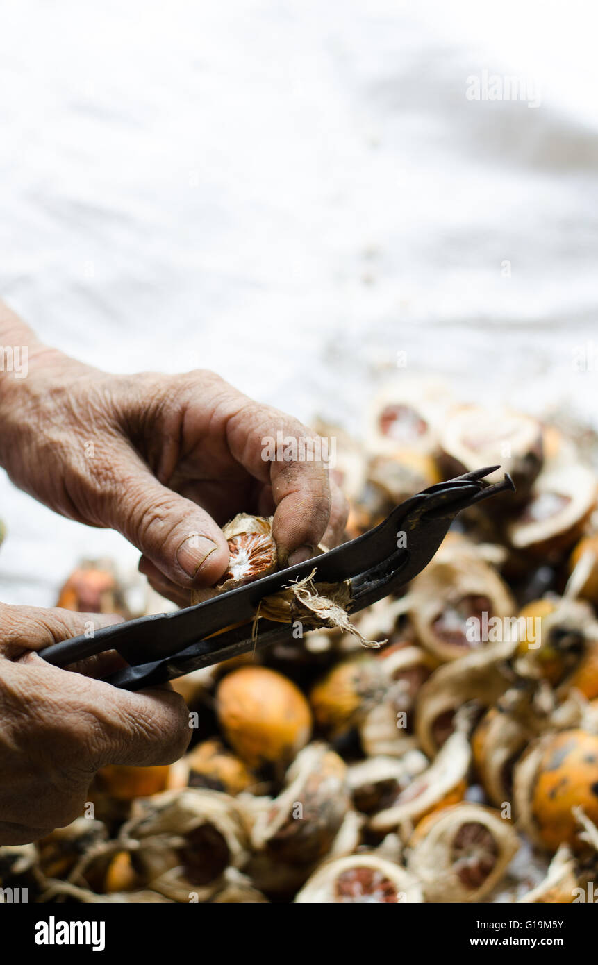 View of an old woman hand holding a betel nut or areca nut on blurred ...