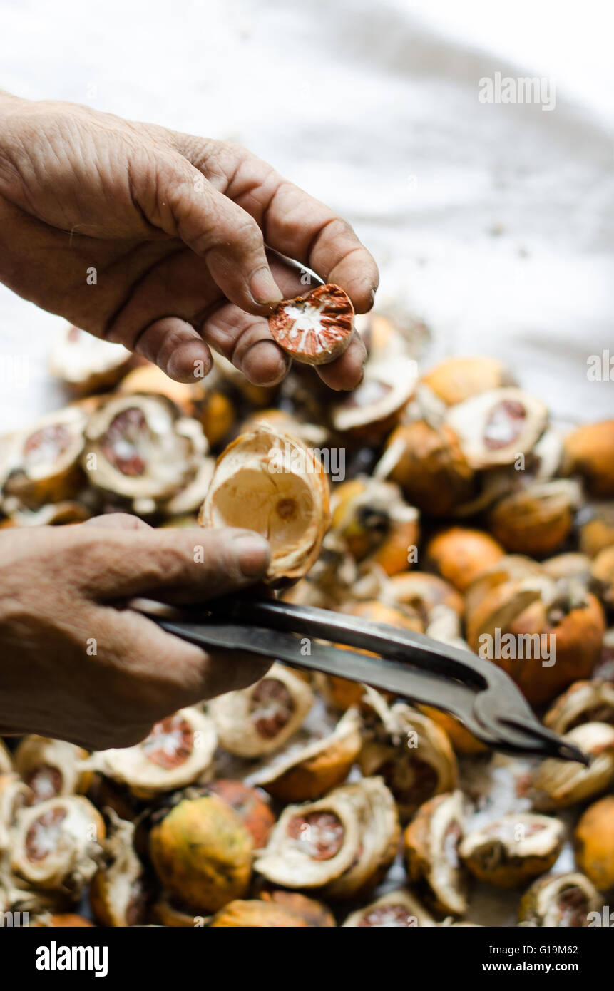 View of an old woman hand holding a betel nut or areca nut on blurred ...