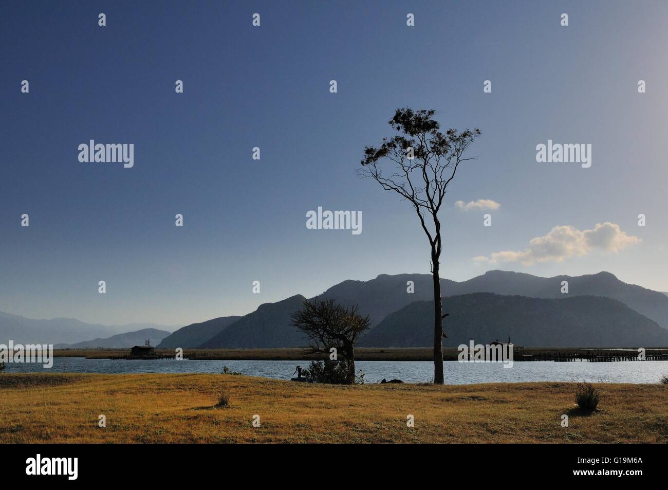 Spindly tree hi-res stock photography and images - Alamy