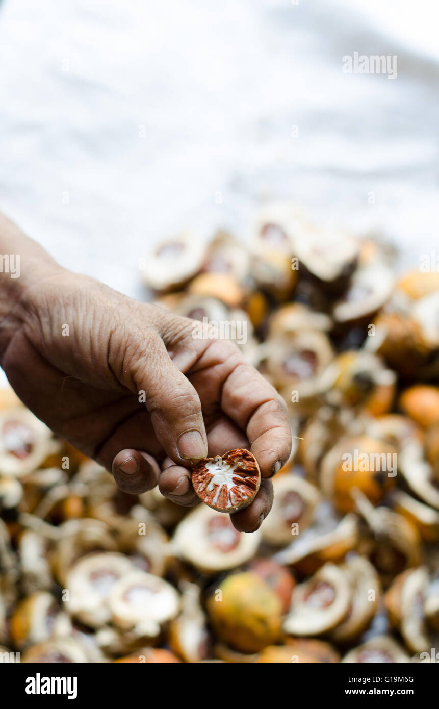View of an old woman hand holding a betel nut or areca nut on blurred ...