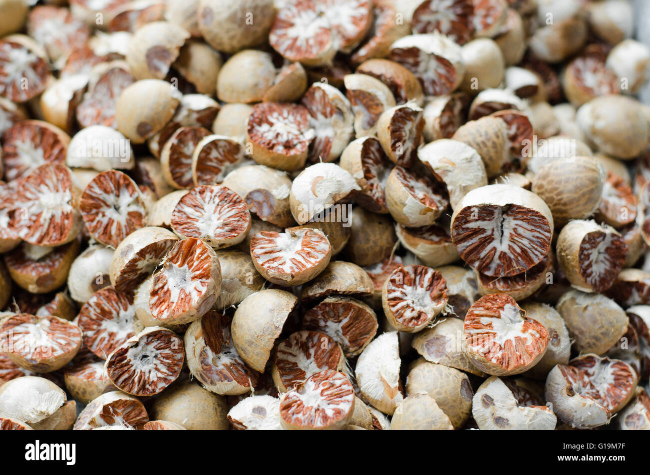 Areca Catechu High Resolution Stock Photography and Images - Alamy