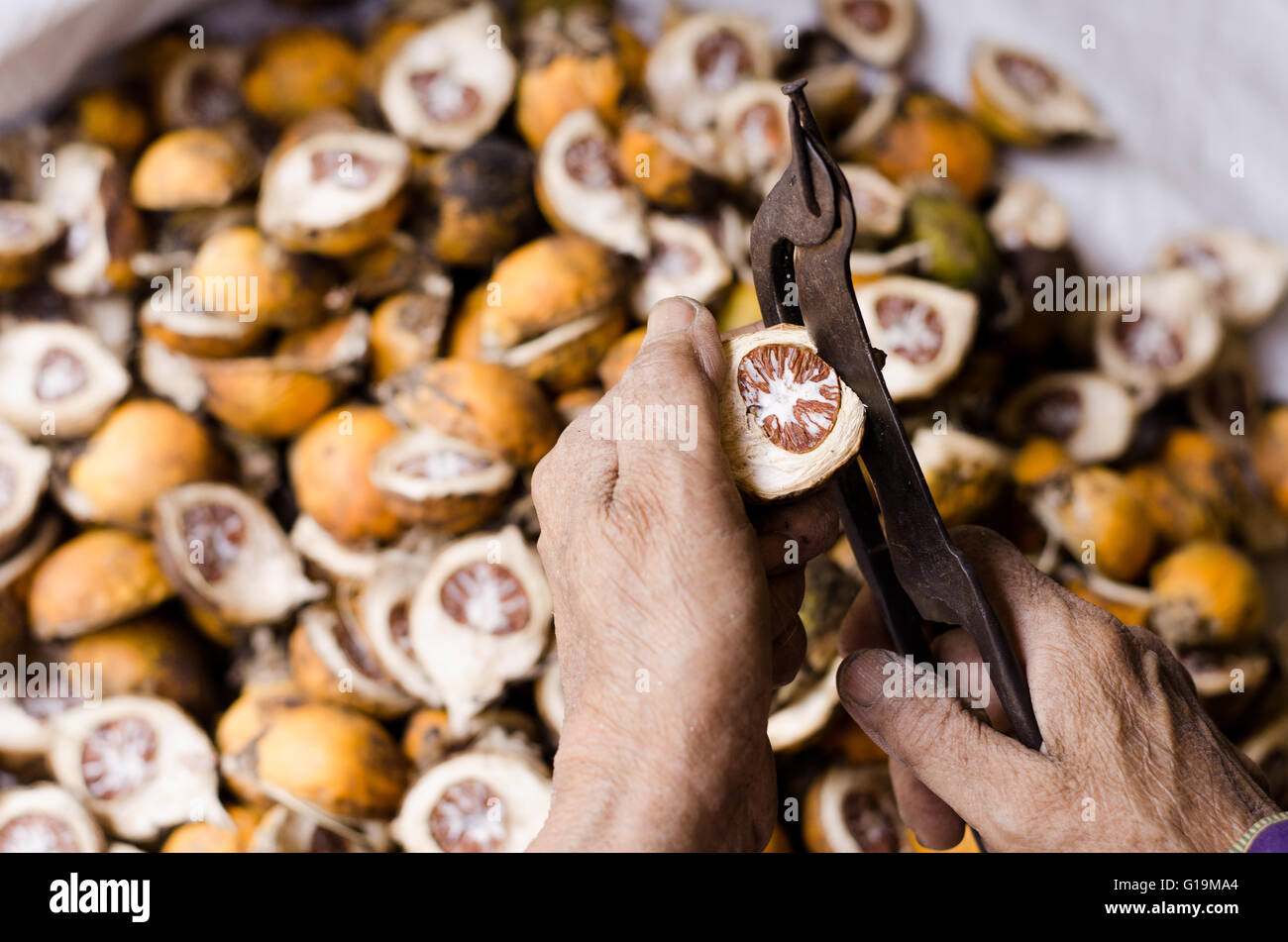 View of an old woman hand holding a betel nut or areca nut on blurred ...