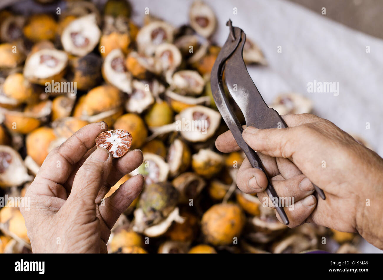 View of an old woman hand holding a betel nut or areca nut on blurred ...