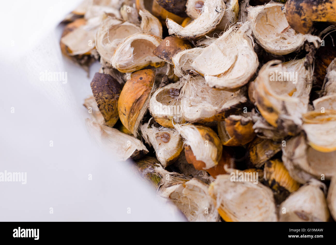 Dried Betel nut, Areca catechu, Areca Nut background, selective focus ...