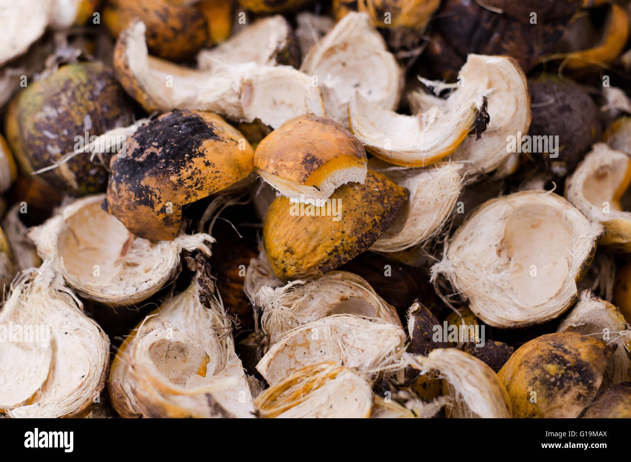 Dried Betel nut, Areca catechu, Areca Nut background, Shell of Areca ...