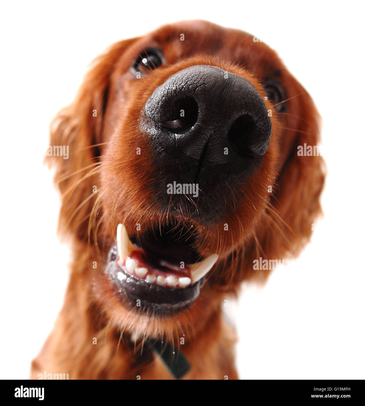 Funny wide angle animals hi-res stock photography and images - Alamy