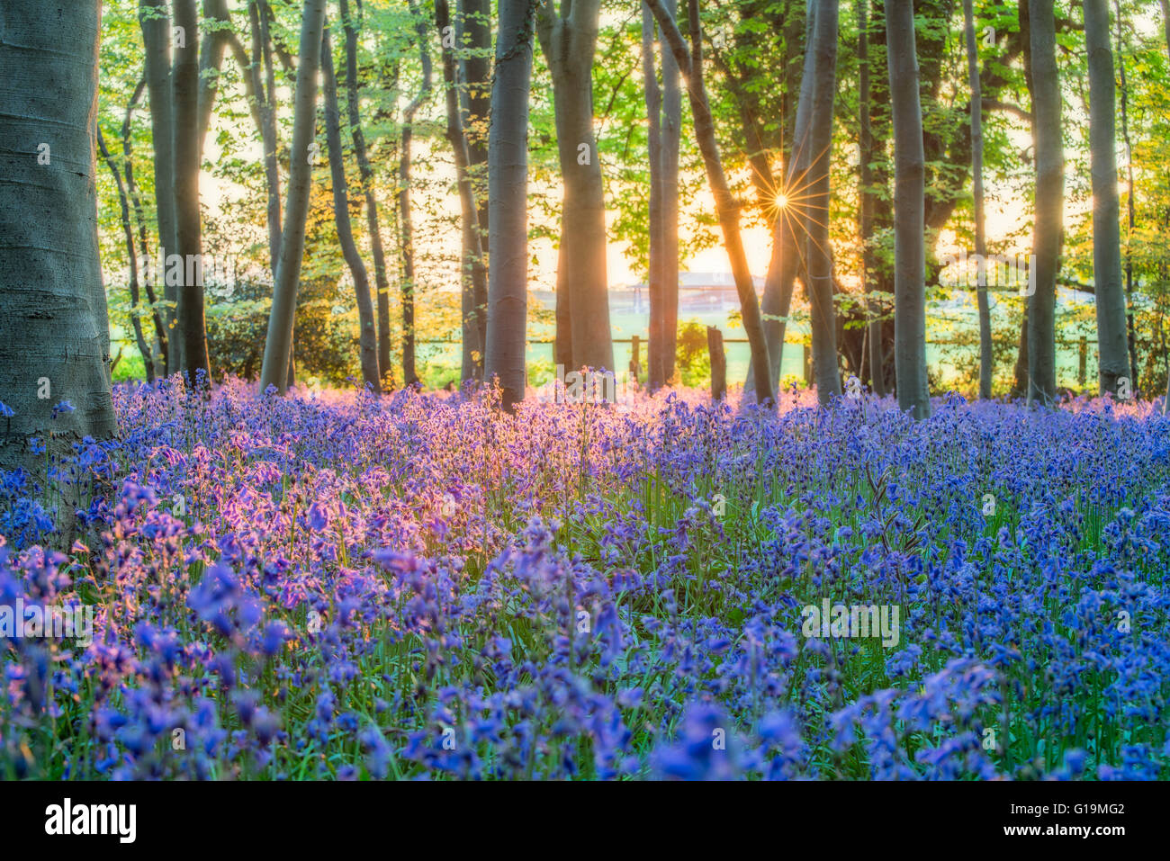 Walk bluebell line sussex hi-res stock photography and images - Alamy