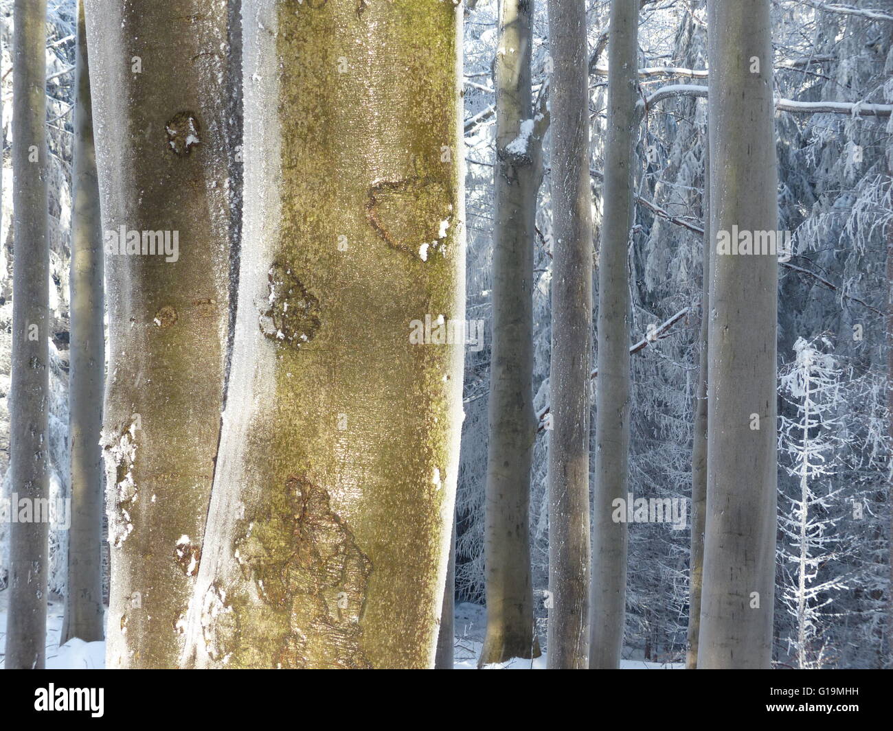 Ice covered beech trees Stock Photo - Alamy