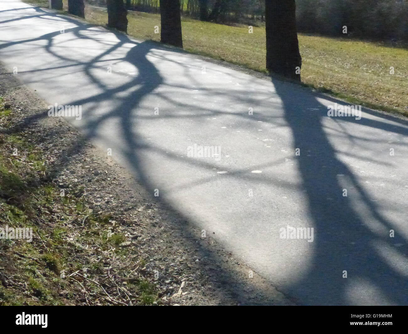 Shadows of trees on road Stock Photo - Alamy