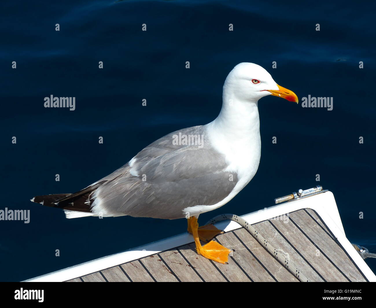 Seagull resting on boat dock Stock Photo - Alamy