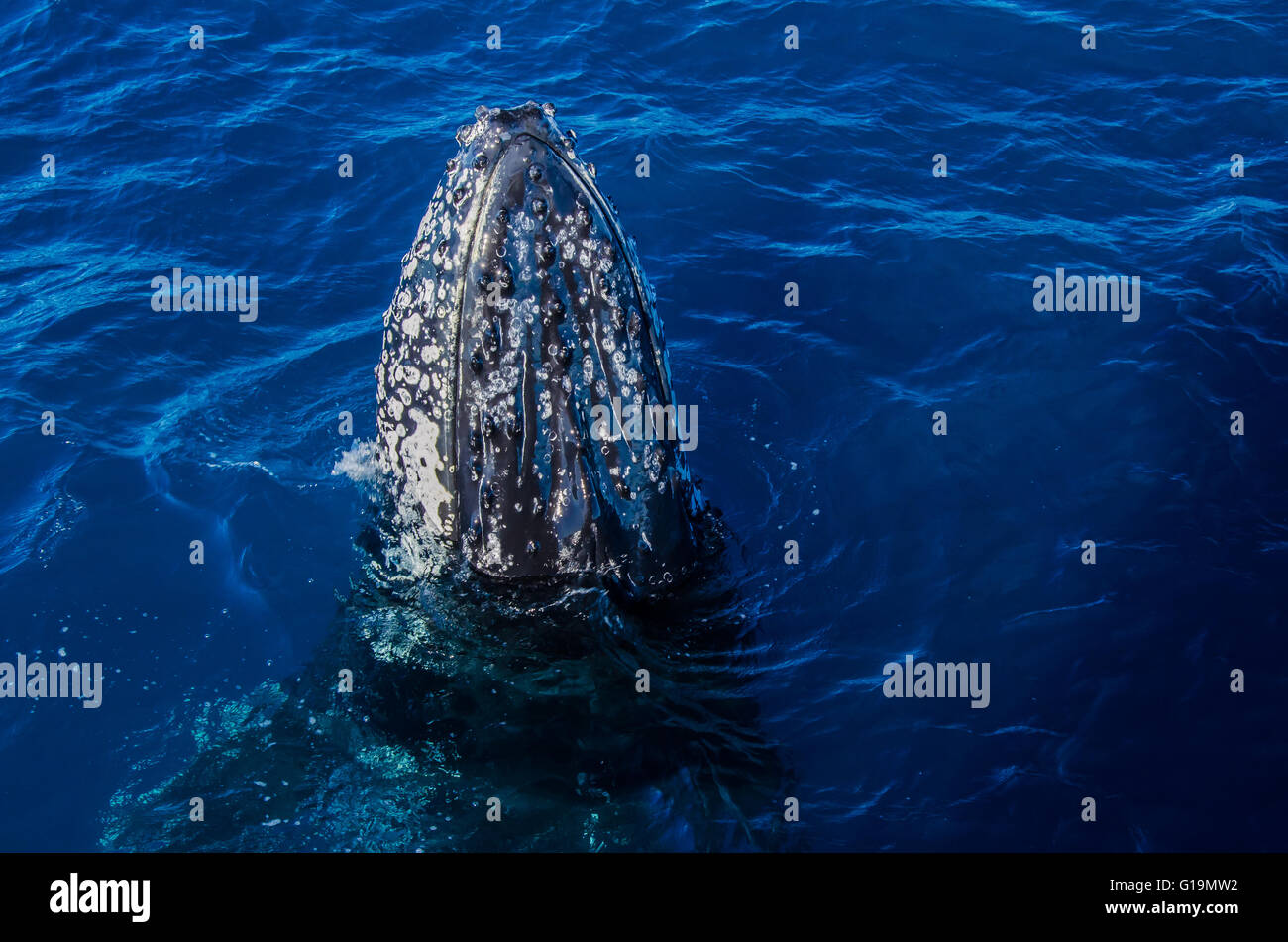 Humpback Whale Watching Australia High Resolution Stock Photography and ...