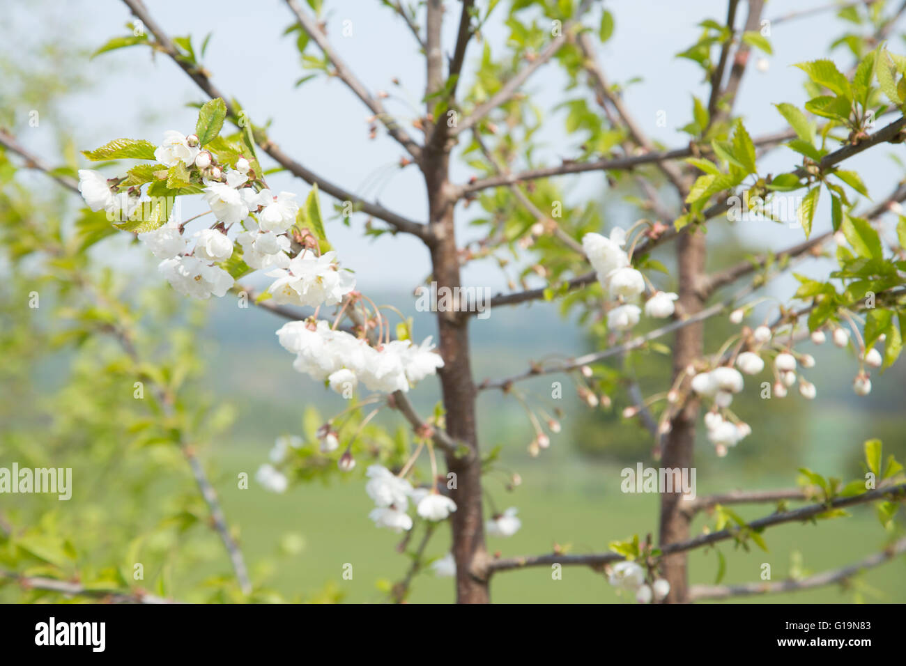 Tree beginning to blossom Stock Photo - Alamy