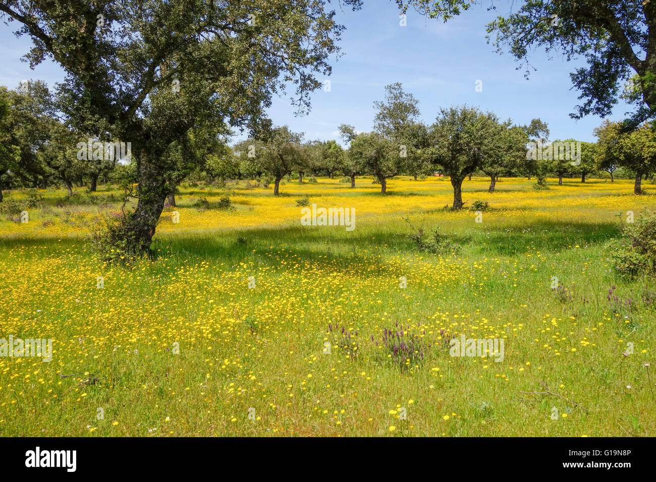 Meadow flowers and oak trees in a Spanish landscape in the spring ...