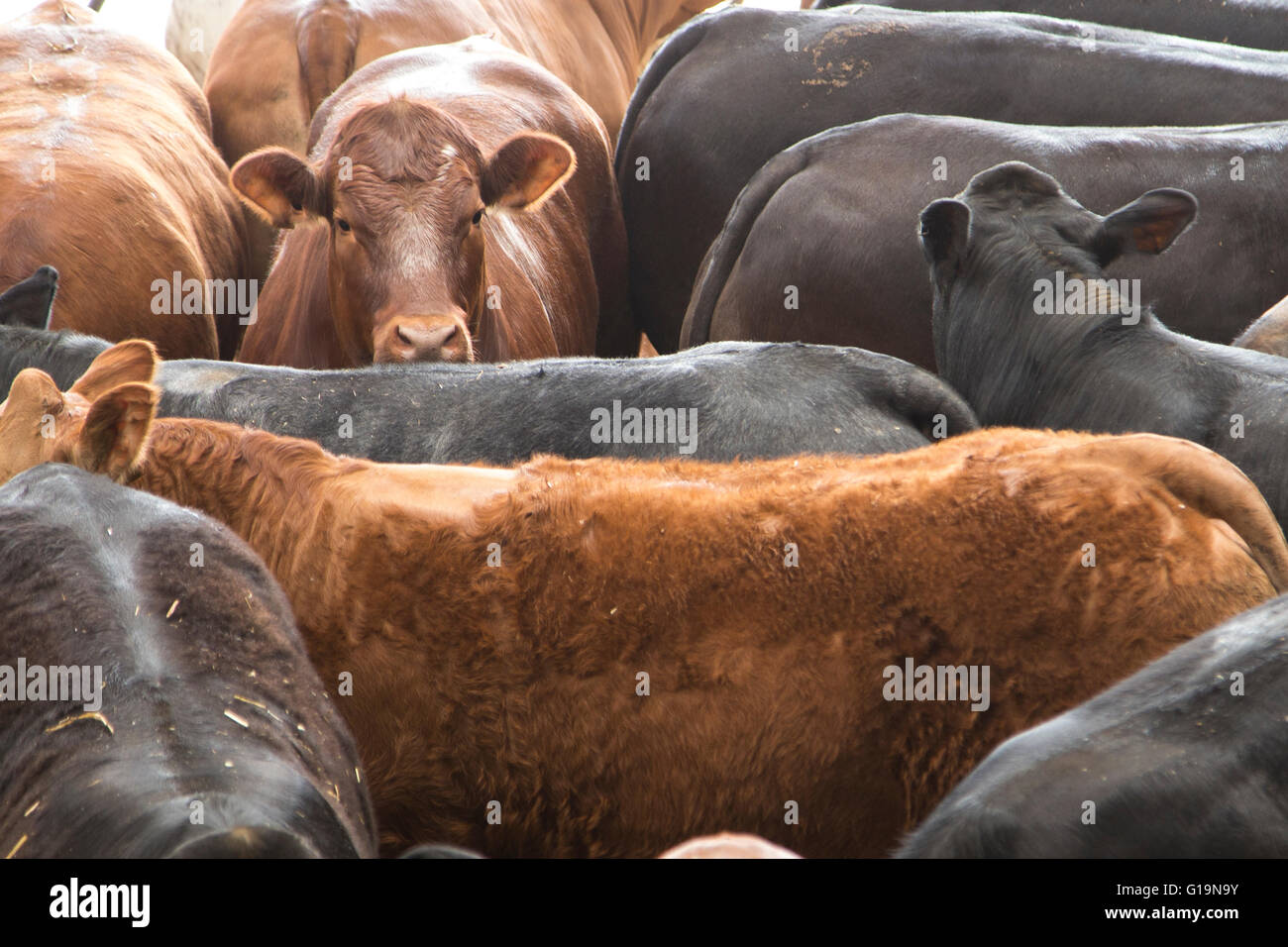 Large group of cattle in a field Stock Photo - Alamy