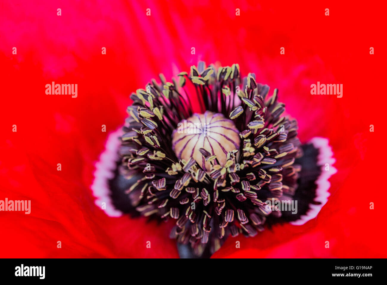 The whole focus on the stamen, the heart of this beautiful anemone and ...