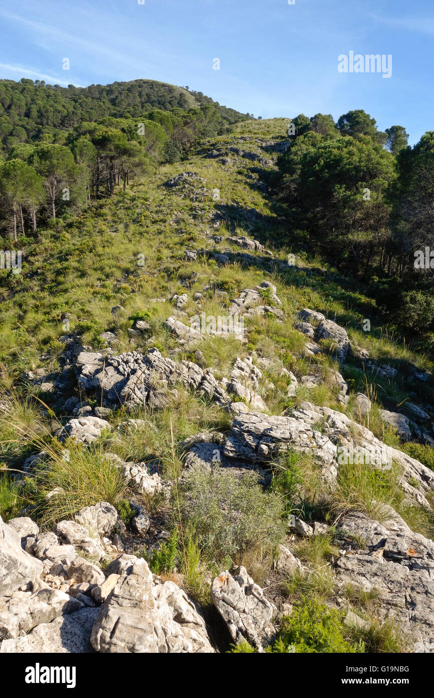 Landscape with firebreak, fireroad, fire line, fuel break in Spanish ...