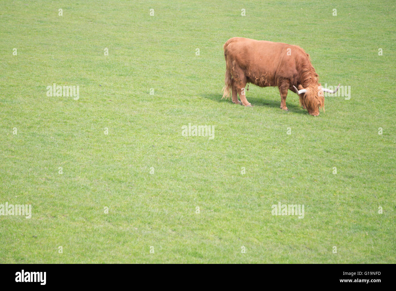 Lonely Bull grazing in a field Stock Photo - Alamy