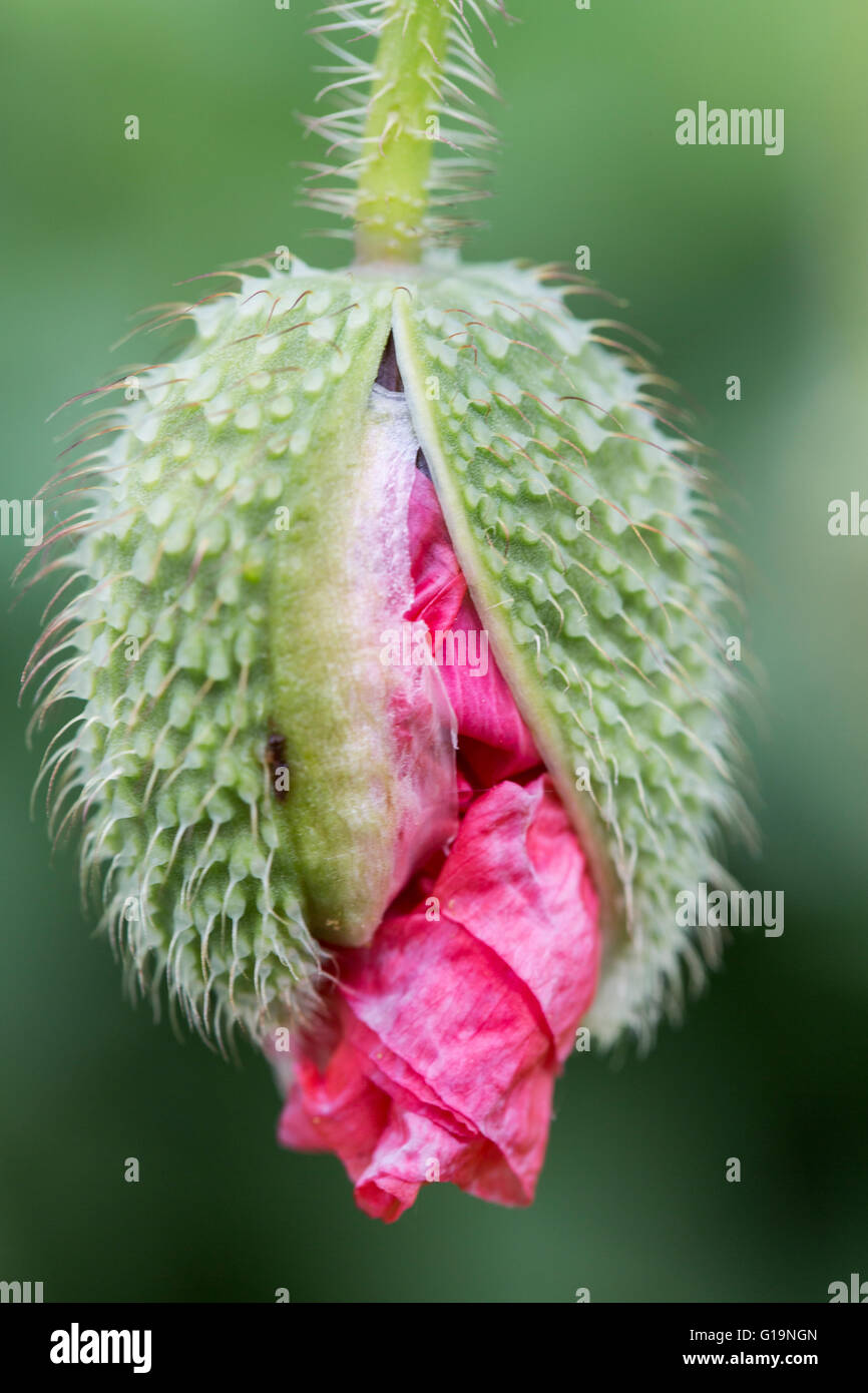 Red poppy flower bud isolated on garden background, macro Stock Photo ...