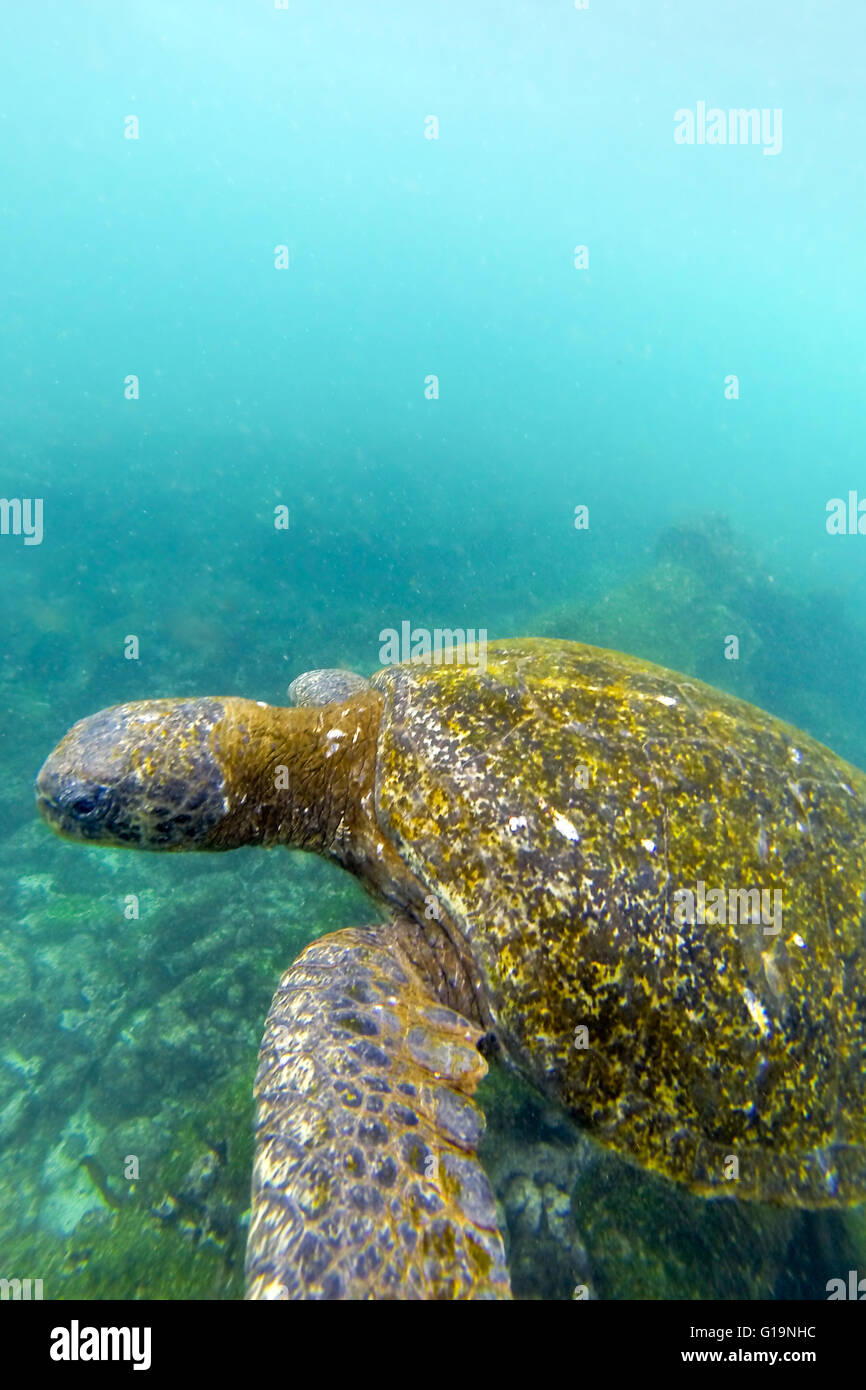 Underwater galapagos islands ocean hi-res stock photography and images ...