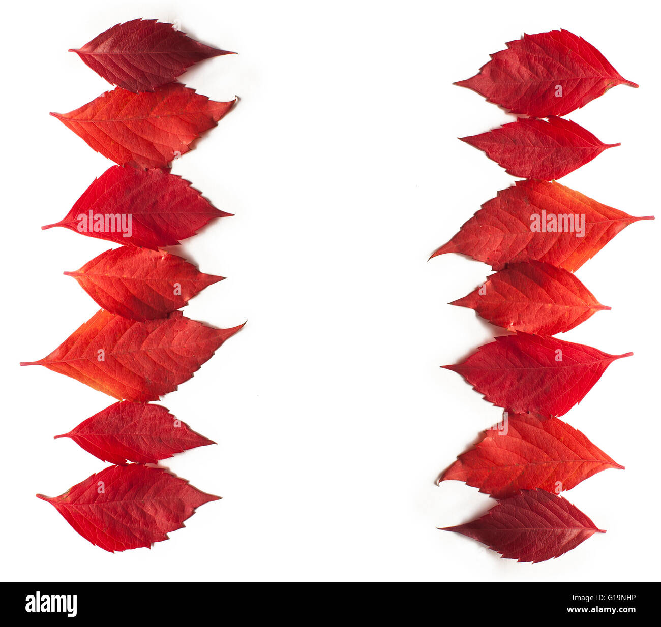 Autumn red leaves isolated Stock Photo - Alamy