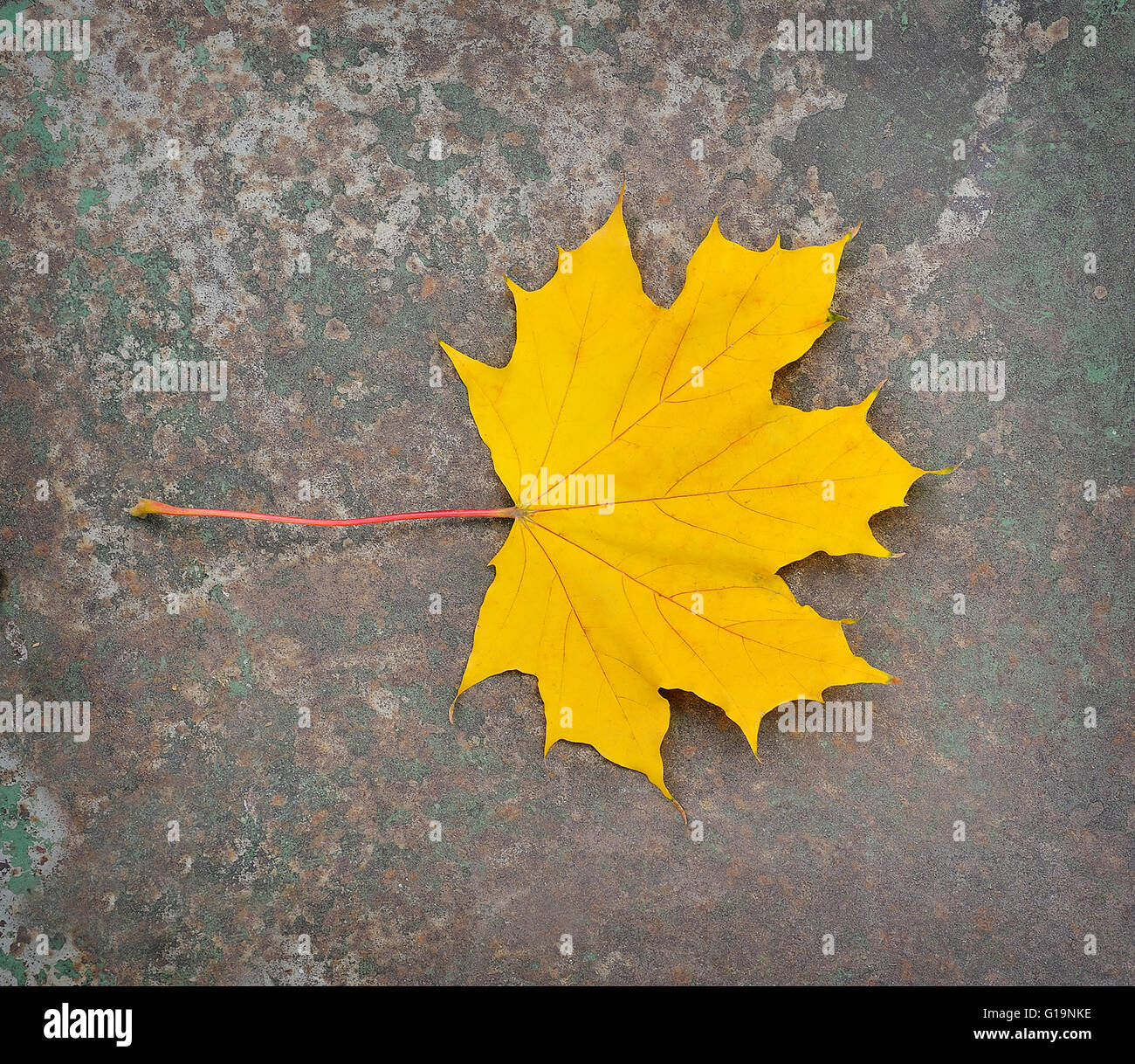 colorful autumn leaves Stock Photo - Alamy